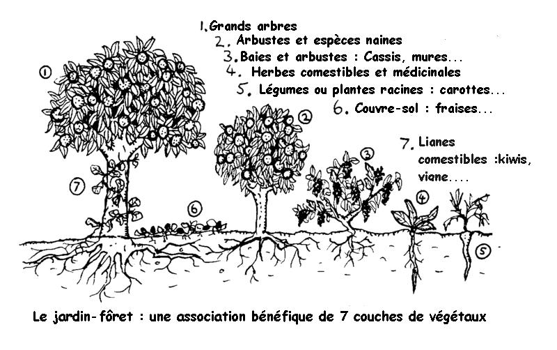 Le jardin forêt | Autonomie Resilience
